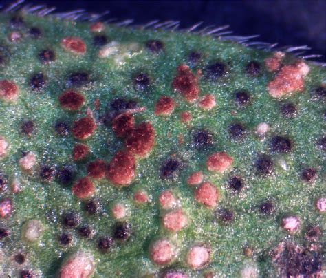 Misidentifying Fungi Rusty Threefer