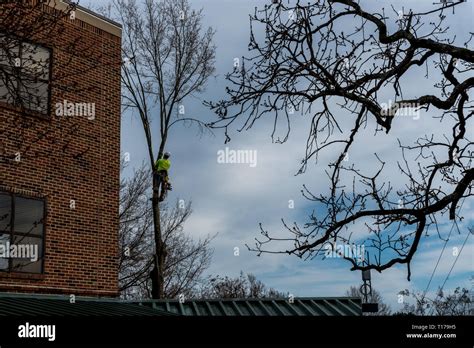 Man In Tree With Chainsaw Cutting Down Tree With Tool Belt And Tools Hanging Down Stock Photo
