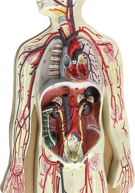 Organs Of Urinary System Diagram Quizlet