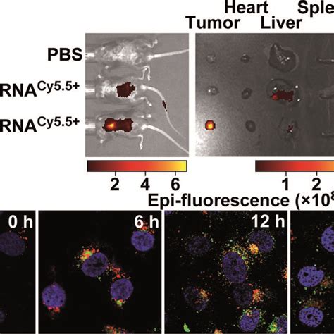 Enhanced Tumor Retaining And Cellular Internalization A Fluorescence Download Scientific