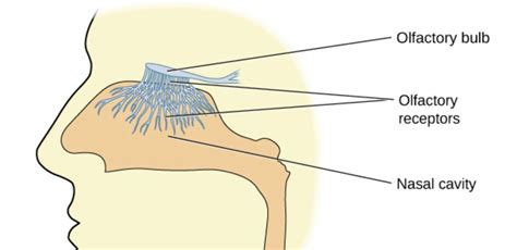 Ai可以识别气味了！谷歌绘制首个嗅觉图谱，可分辨50万种气味 36氪
