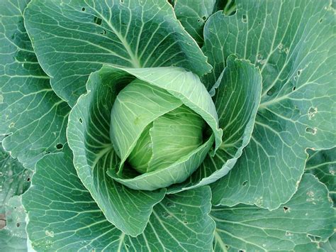 Learn About Nature Cabbage Learn About Nature