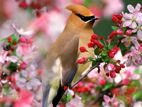 Bird With Flowers Wallpapers Wallpaper Cave