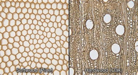 The Anatomy Of Wood Grain Cells And Classification Cratesgalore