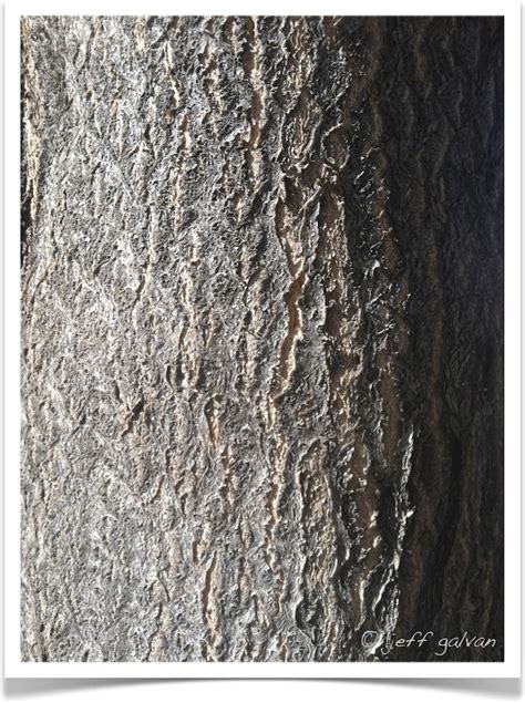 Tree Of Heaven Boulder Tree Care