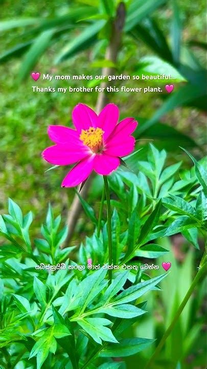 අටපෙතියා 🩷🌸 Youtube