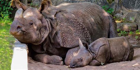 Badak Bercula Satu Rhinoceros Sondaicus