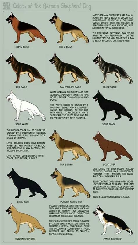 German Shepherd Colorings Different Colors And Sizes