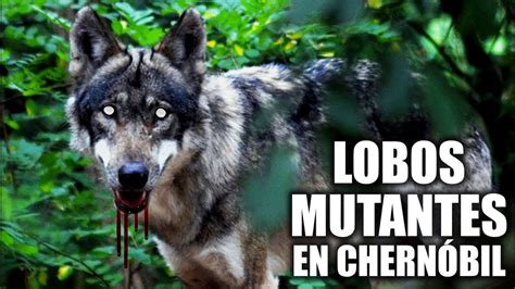 Descubren Lobos Mutantes En ChernÓbil Youtube