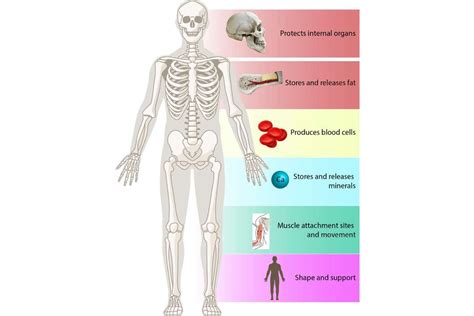 5 Key Functions Of Skeletal System Parts And Functions The