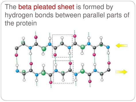 What Is The Function Of Beta Pleated Sheets At Jeremy Tellez Blog