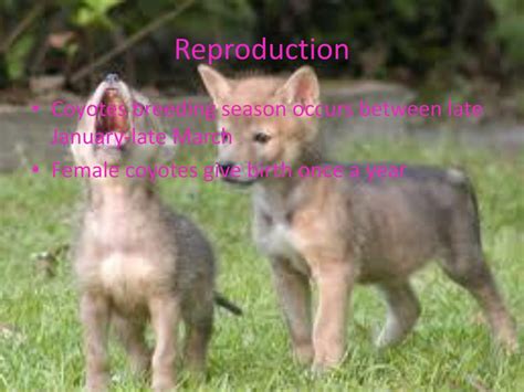 Ppt Coyotes Powerpoint Presentation Free Download Id2459167