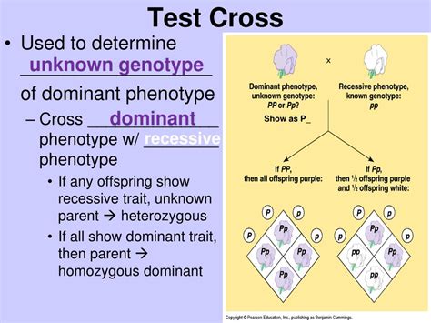 Ppt Unit 6 Genetics And Heredity Ch 8 Heredity And Ch 11 Human