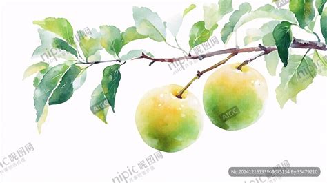 Ai创作图手绘水彩水果青梅插画 手绘新疆小白杏插画 新疆小白杏插画 吊干杏插画 手绘冬枣插画 手绘南果梨插画 秋梨枇杷插画 手绘杏插画 小白杏手绘插画 小白杏插画 新疆香梨插画 新疆小白杏手绘