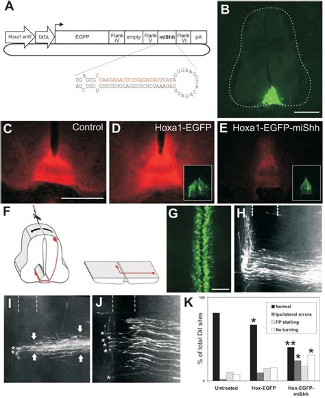 A Floor Plate Specific Mirna Construct Driven By Hoxa 1 Enhancer Iii Download Scientific