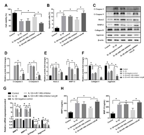 Suppression Of Mir 146b Inhibits Il 1β Induced Apoptosis And