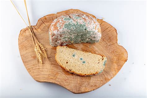 흰색 배경에 곰팡이 썩은 빵 음식 현대 생활 소비개념에 대한 부적절한 태도 음식 개념 사진을 낭비 곰팡이로 덮여 있습니다 빵에 대한 선택적 초점 개념에 대한 스톡 사진 및