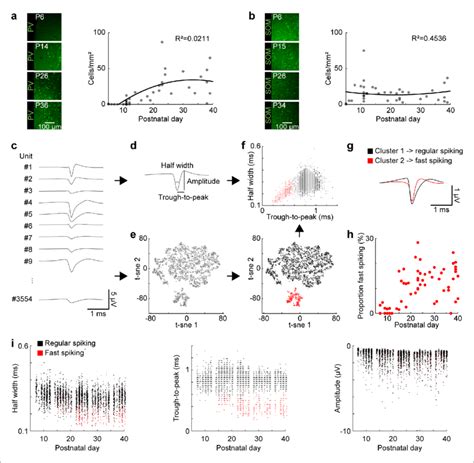 Development Of Fs Interneurons In The Mouse Mpfc A Left Examples Of