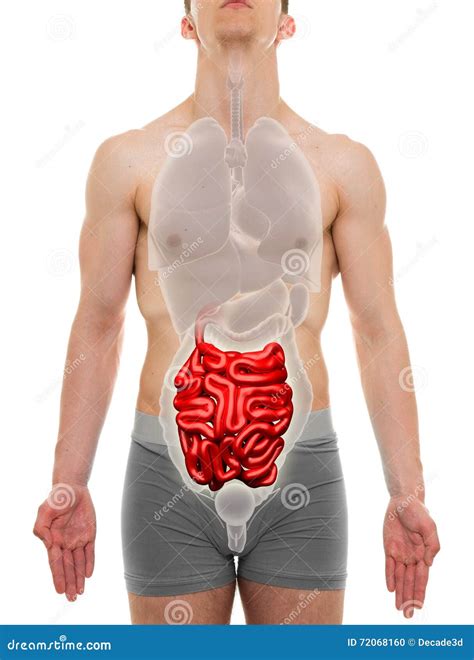 Small Intestine Duodenum And Vermiform Appendix Human Under The Microscope Stock Image