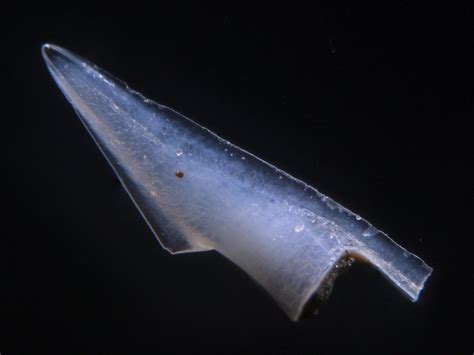 Fish Fossils Become Buried Treasure Science Codex
