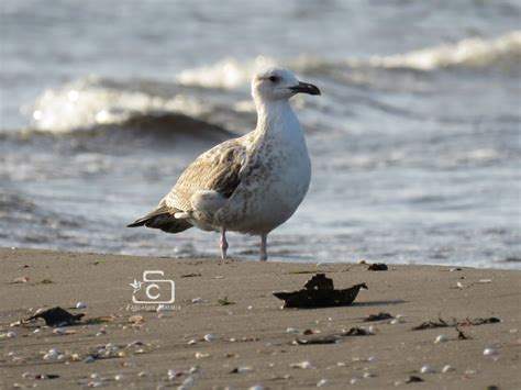 پرنده‌نگری در گیلان انزلی و بوجاق 16 و 17 آذر باشگاه پرنده نگری ایرانیان