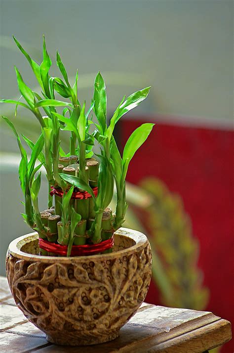 15 Lucky Plants That Bring Major Good Vibes To Your Home