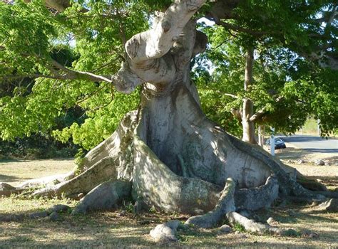 Ceiba National Tree Of Puerto Rico