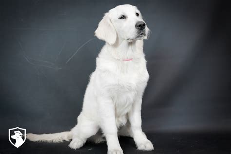 10 Things You Need To Know Before Getting A White Golden Retriever