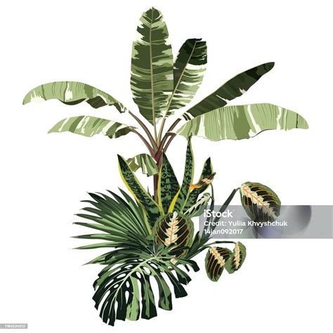 흰색 배경 위에 열대 야자수 바나나 나무와 이국적인 잎 구성 포장 직물 초대 장 및 템플릿 디자인을위한 패션 여름 인쇄 식물에 대한 스톡 벡터 아트 및 기타 이미지 Istock