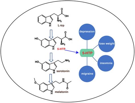 5 Hydroxytryptophan Analysis Service Mtoz Biolabs