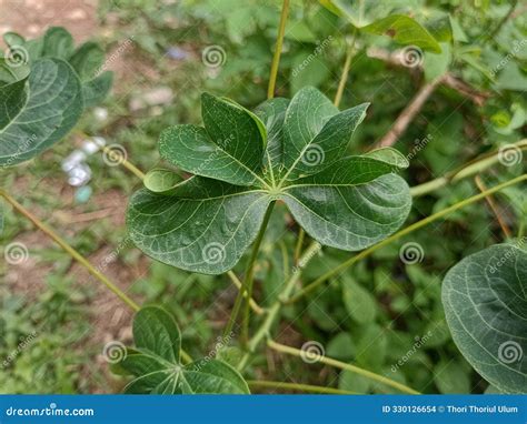 Bitter Cassava Plant Leaves With The Latin Name Celastrus Hindsii Stock