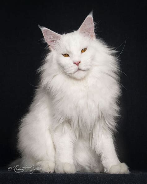 Los Maine Coon Los Gatos Más Majestuosos Que Verás Este Día