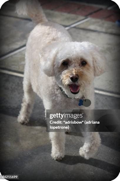 Cockapoo Photos And Premium High Res Pictures Getty Images