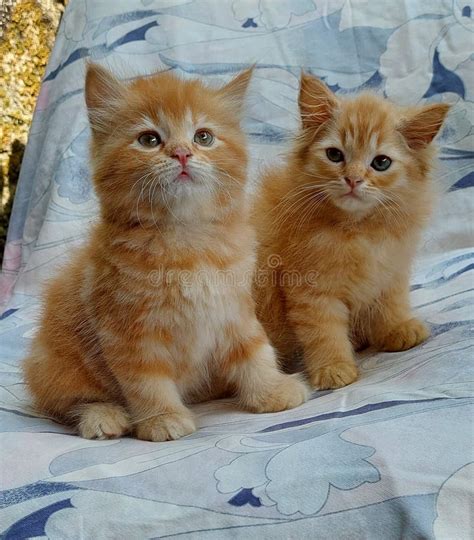 Ginger Persian Kittens Stock Image Image Of Adorable 254424733