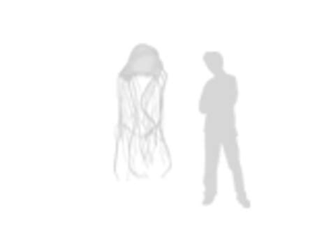 Box Jellyfish Size Comparison At Jessica Terrill Blog