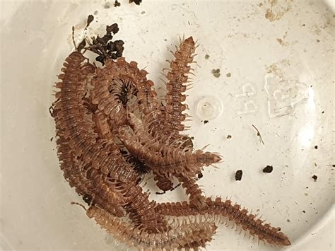 Milipedes I Found Outside Rmillipedes