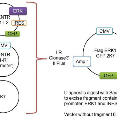 Schematic Representation Of The Gateway Recombination Process The Gene Download Scientific