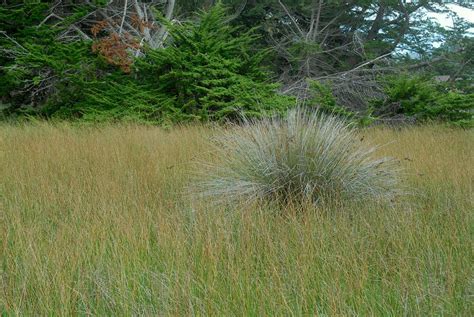 Southwestern Spiny Rush Juncus Acutus Subsp Leopoldii