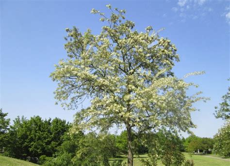 How To Grow Black Locust Tree Robinia Pseudoacacia In Your Garden