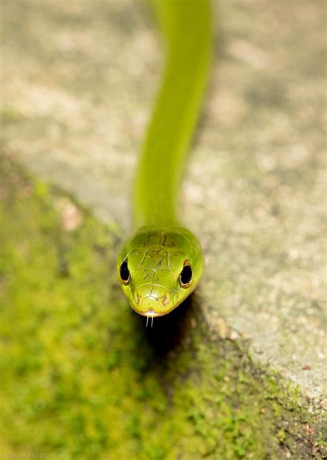 Hongkongsnakeid