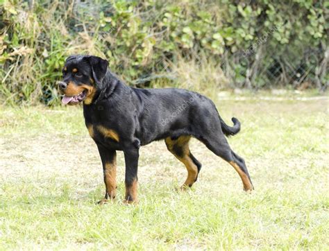 Son Rottweilers Tranquilos