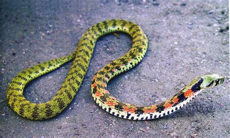 Тигровый уж Rhabdophis Tigrinus Мир Знаний