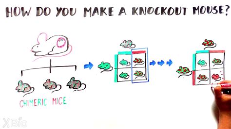 Knockout Mice What Are Genetic Mouse Models And How Can They Help Us