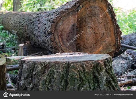 Cut Tree Trunk