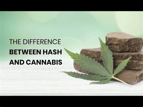The Difference Between Hash And Cannabis