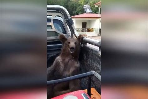 ببینید حالت‌های جنون‌انگیز یک خرس پس از خوردن عسل دیوانه‌کننده