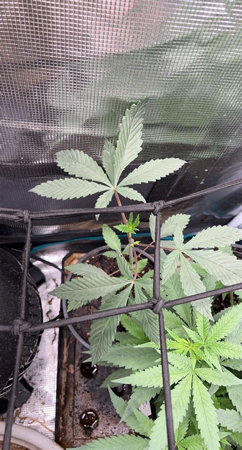3 Side Branch Per Node Mutation Rmicrogrowery