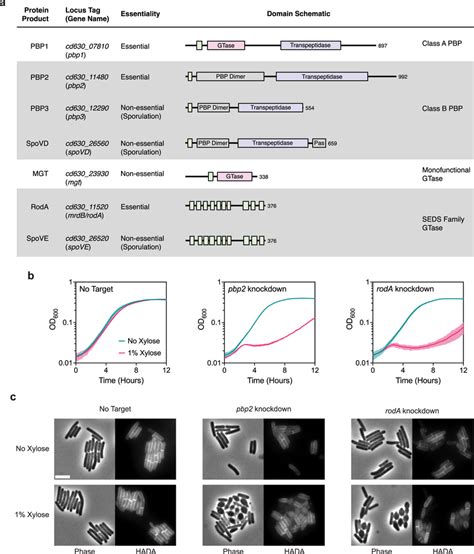 Roda And Pbp2 Are Involved In Cell Elongation A Major Pg Synthases