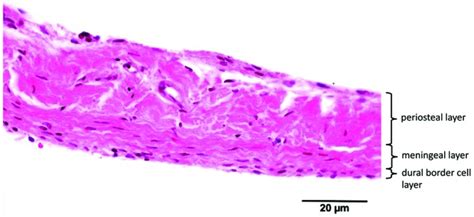 Histologic Comparison Of The Dura Mater Among Species Pmc