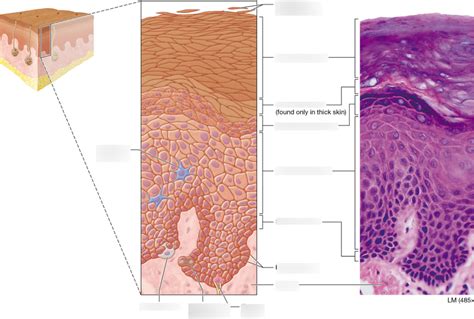 Structure Of Epidermis Diagram Quizlet